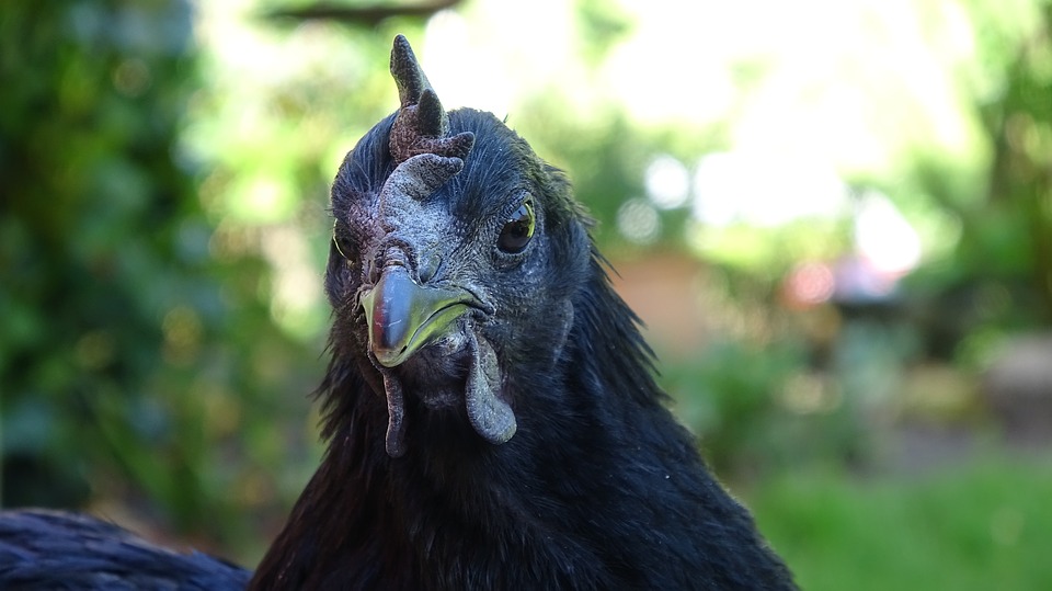 La ciencia experimenta con el pollo negro, hasta de los huesos - Magazine Z
